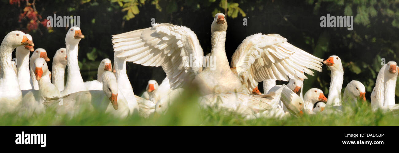 FILE - An archive picture dated 18 October 2011 shows St. Martin's and ...