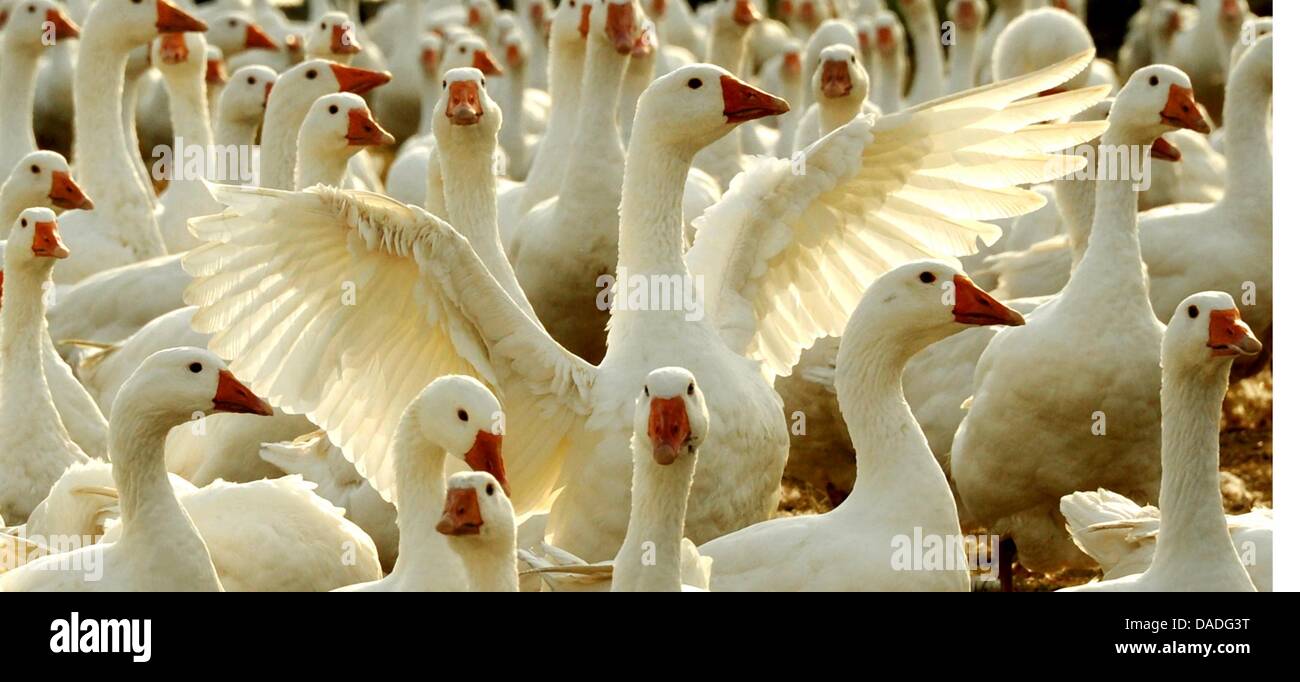 FILE - An archive picture dated 18 October 2011 shows St. Martin's and ...