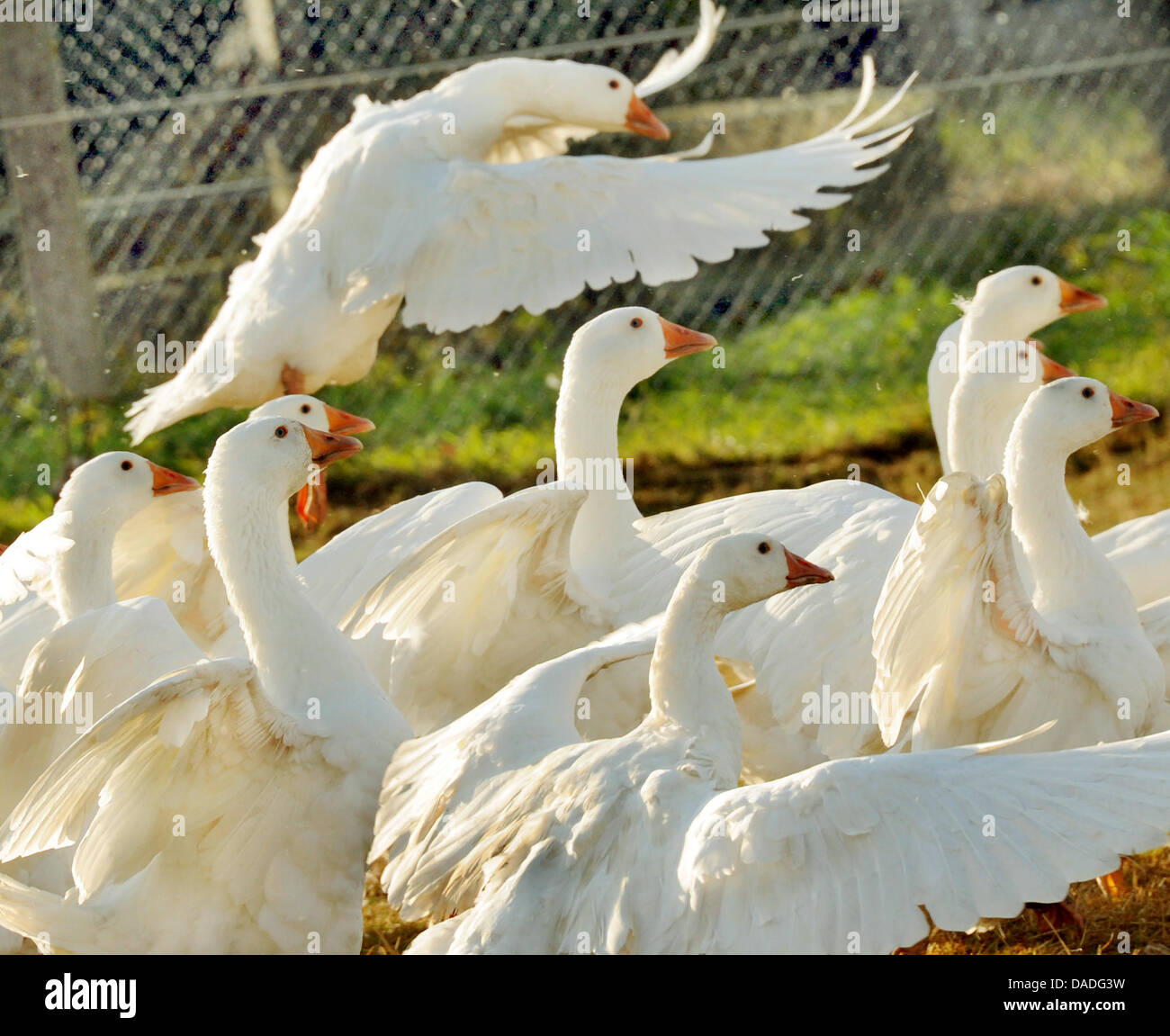 FILE - An archive picture dated 18 October 2011 shows St. Martin's and ...