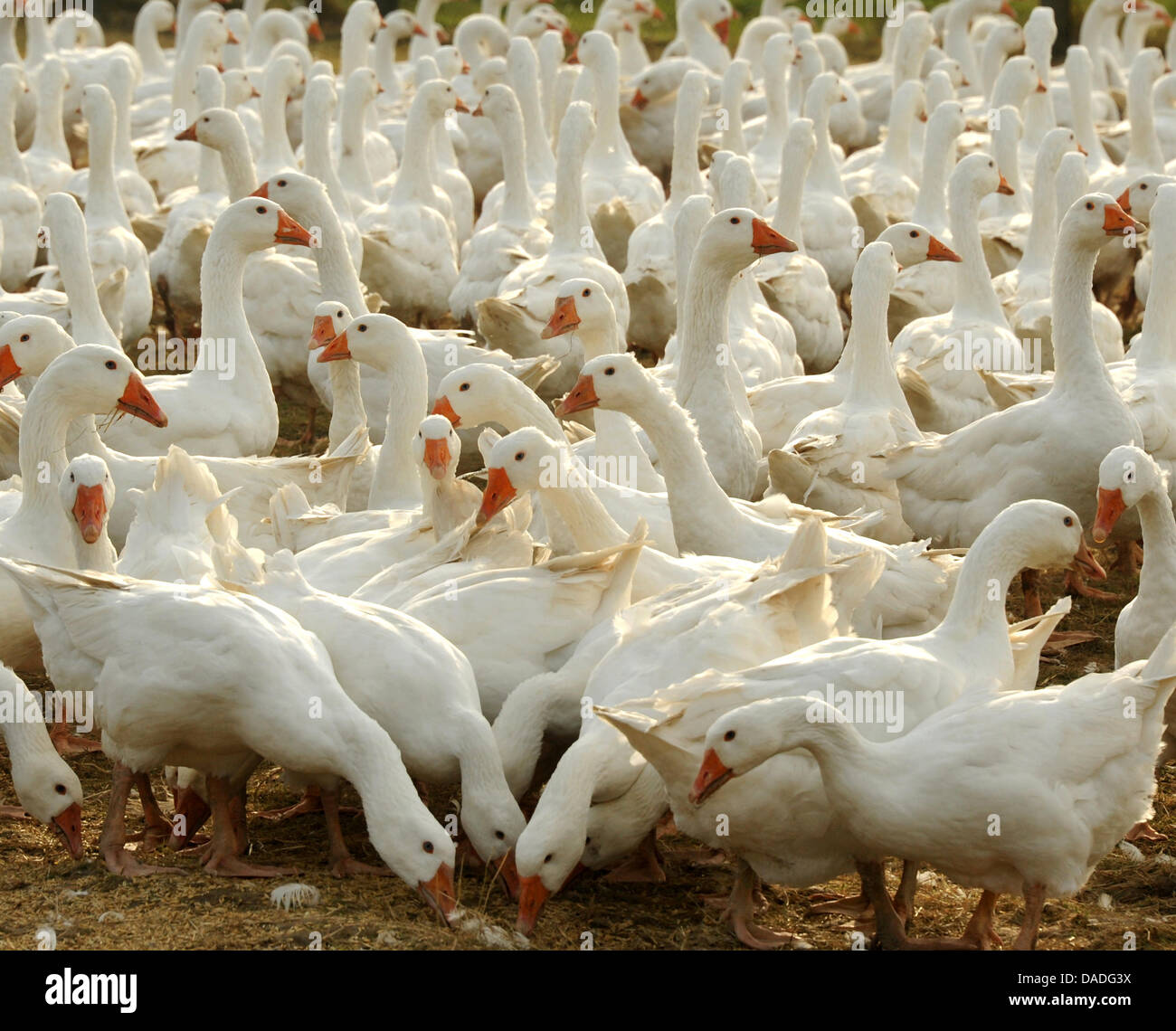 FILE - An archive picture dated 18 October 2011 shows St. Martin's and ...