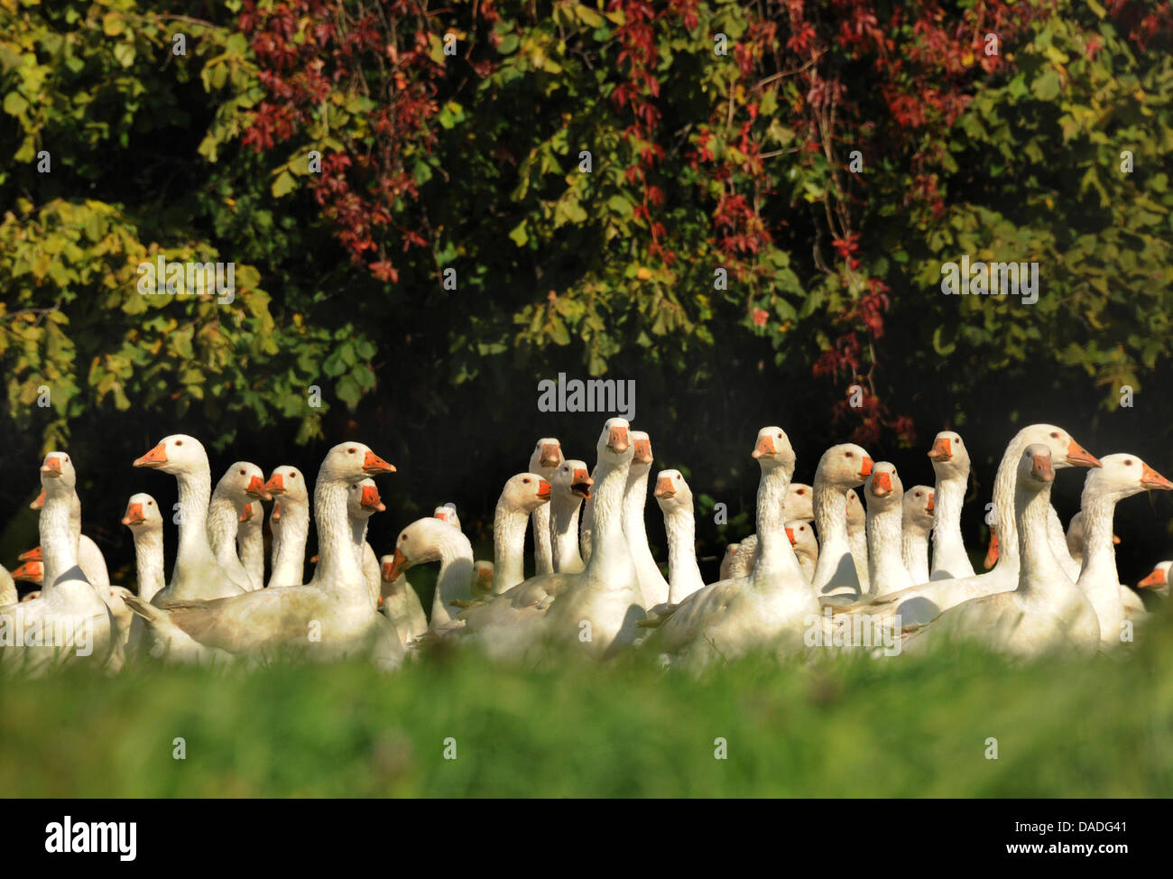 FILE - An archive picture dated 18 October 2011 shows St. Martin's and ...