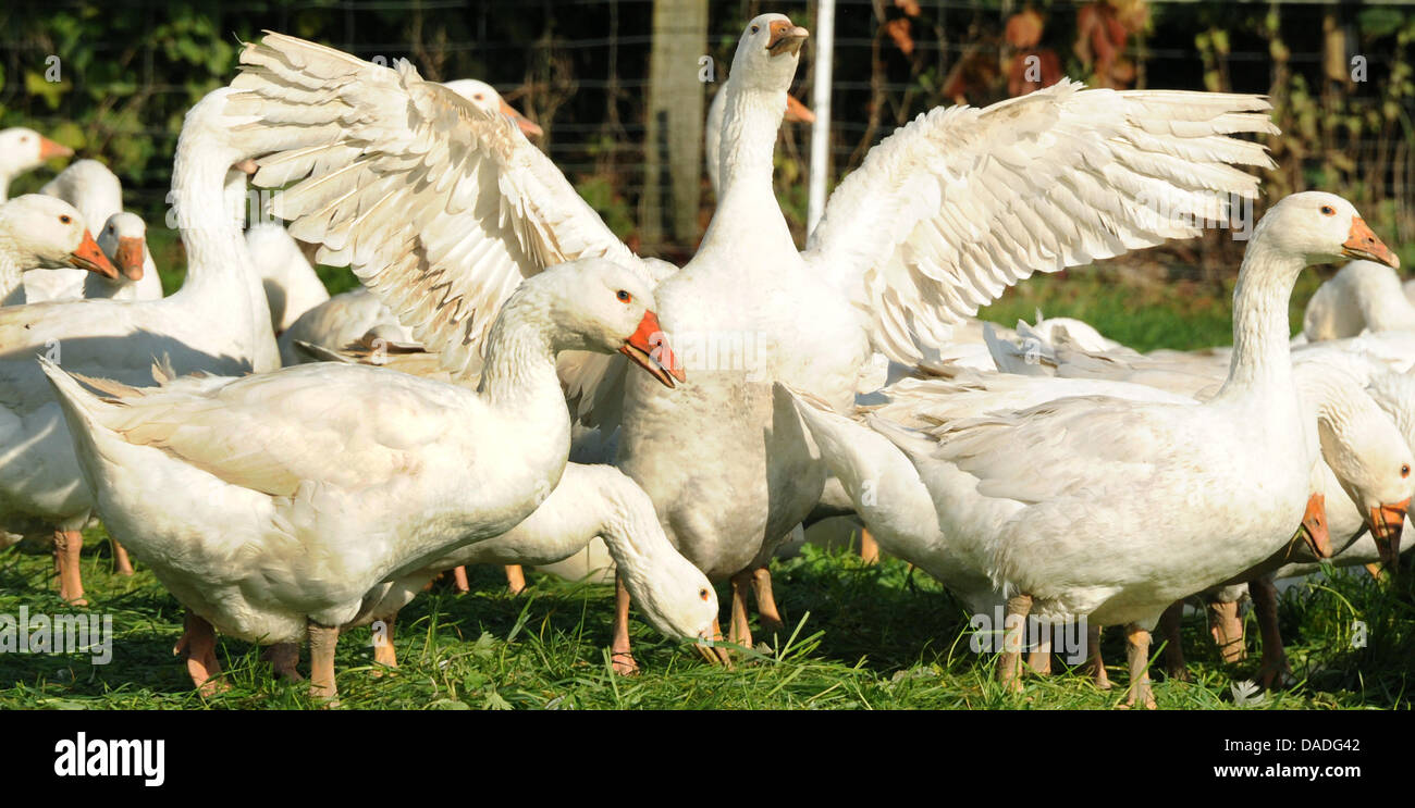 FILE - An archive picture dated 18 October 2011 shows St. Martin's and ...