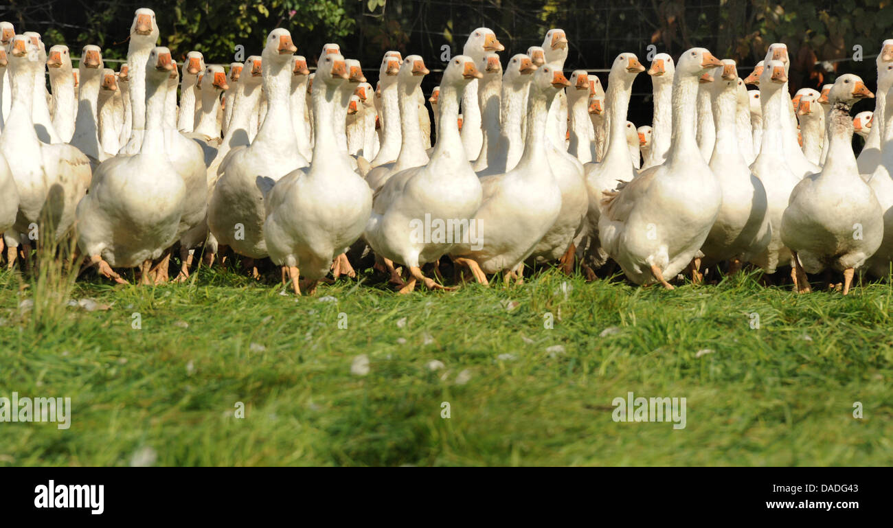FILE - An archive picture dated 18 October 2011 shows St. Martin's and ...