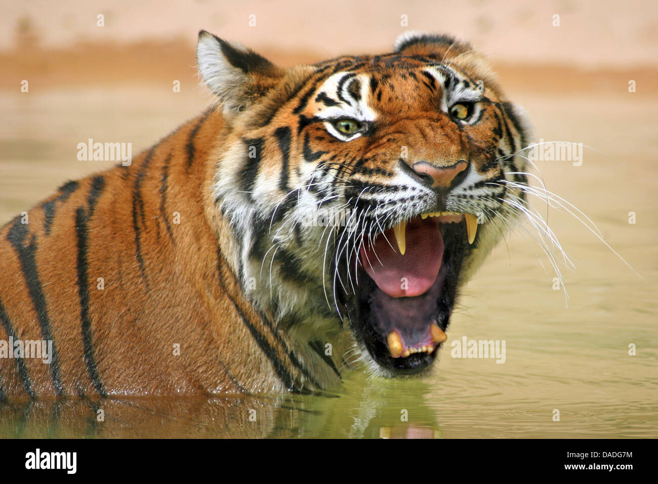 Siberian tiger, Amurian tiger (Panthera tigris altaica), sitting in the water snarling Stock ...
