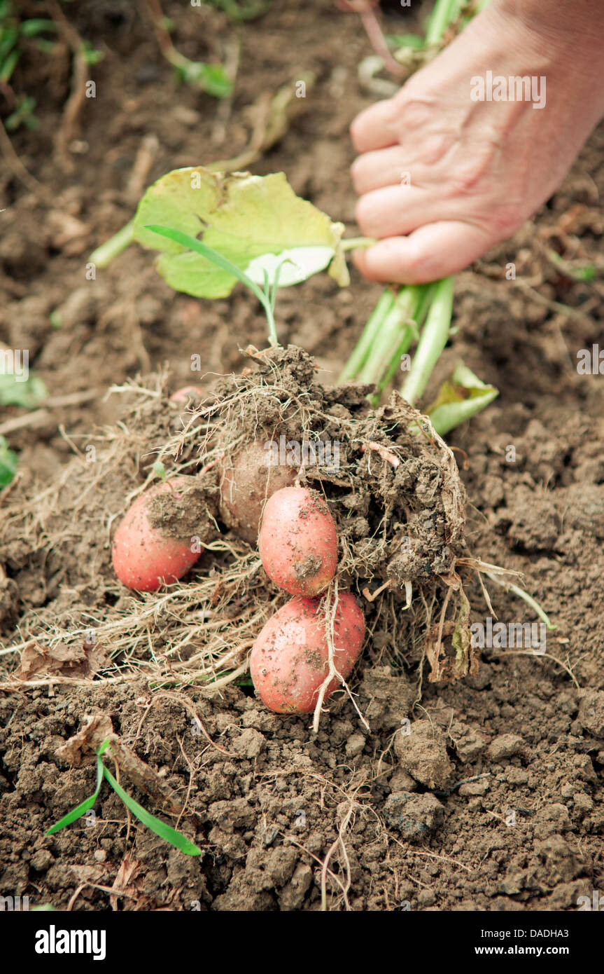 Hand pulling potato plant from soil Stock Photo - Alamy
