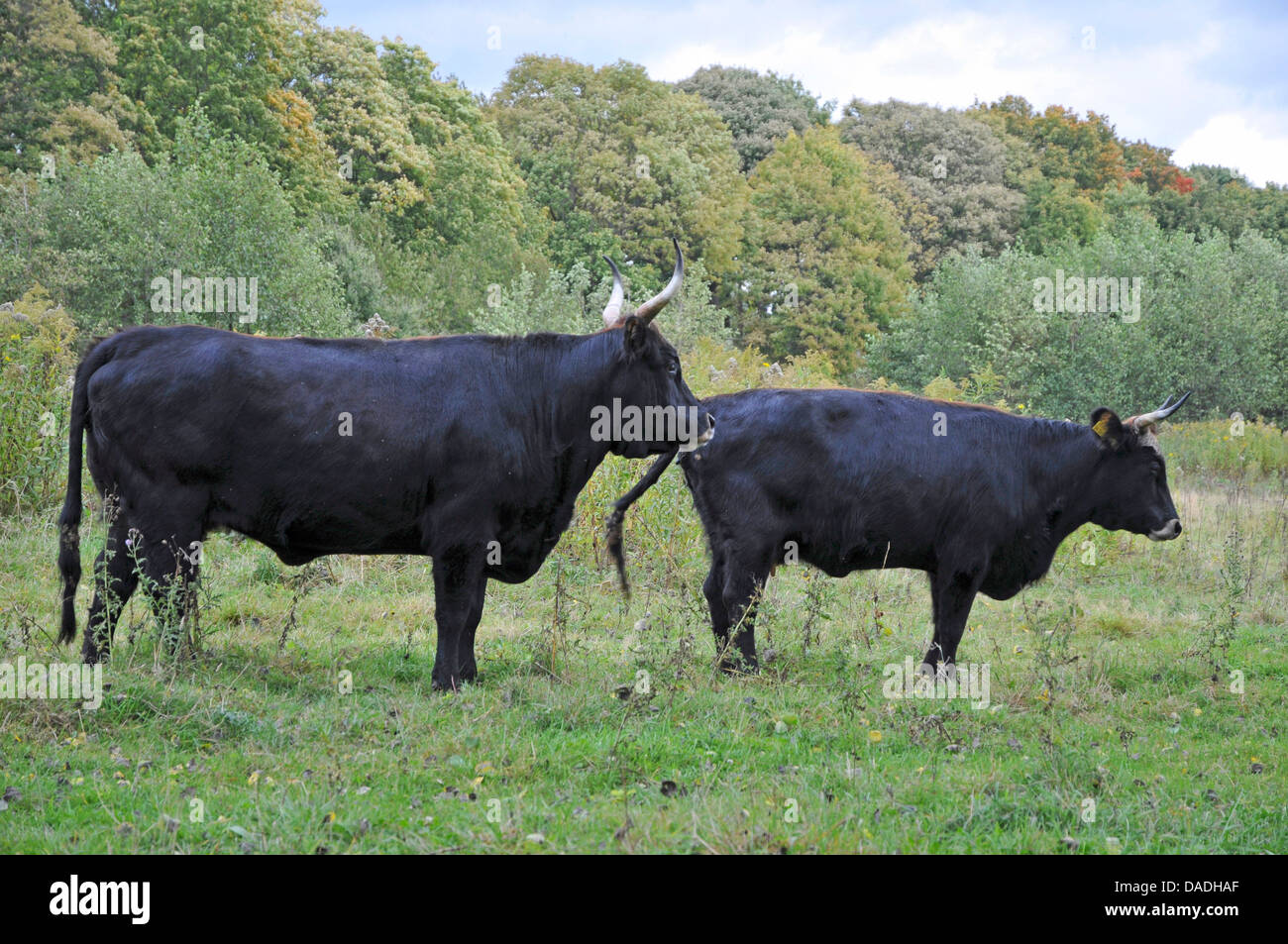 Heck cattle (Bos primigenius f. taurus), two Heck cattle standing in a ...