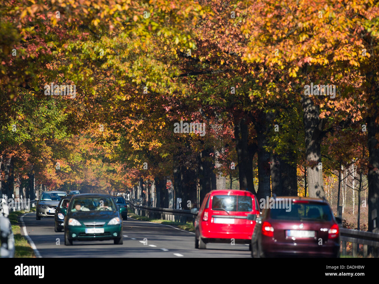 Cars drive through an avenue lined with red oak trees in Peitz, Germany ...