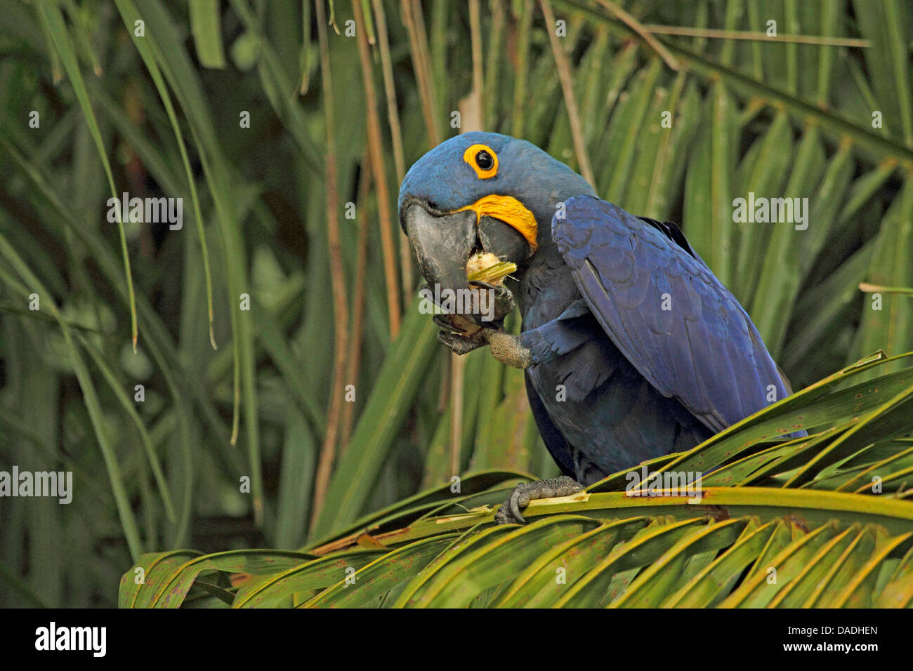 hyacinth macaw (Anodorhynchus hyacinthinus), on a palm tree cracking a ...