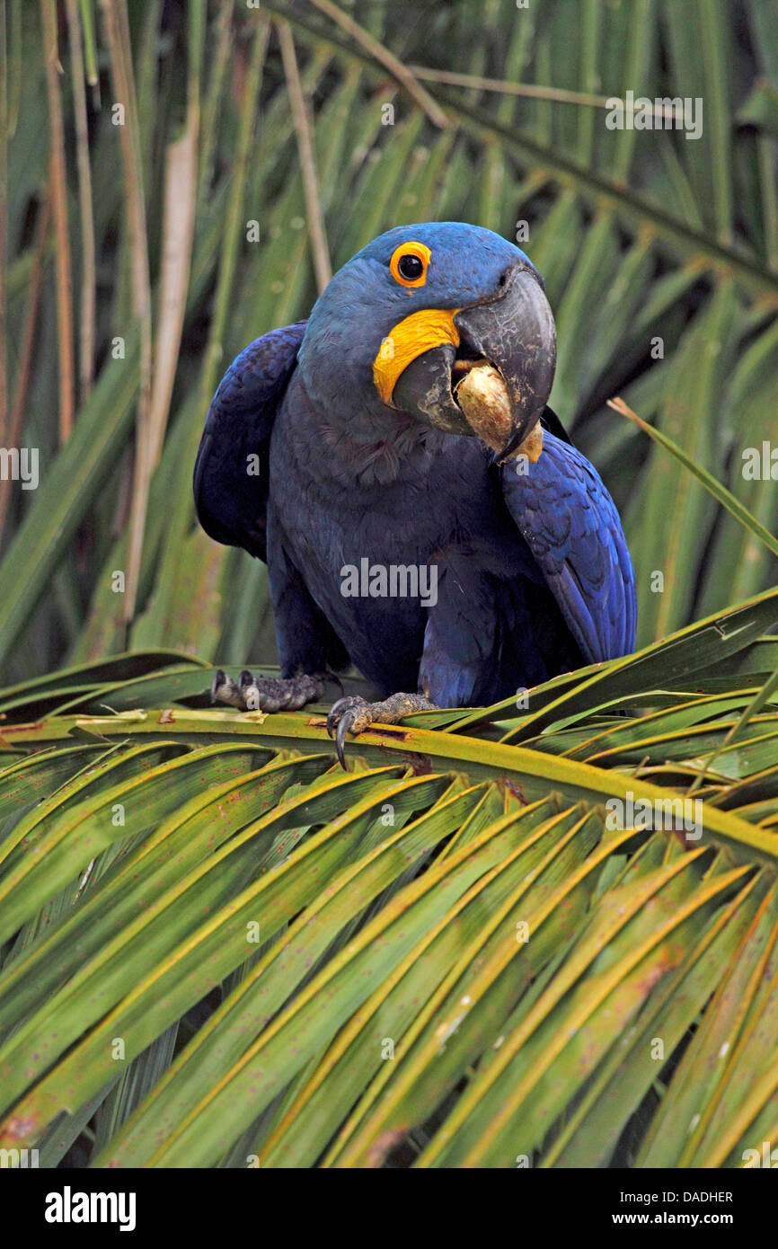 hyacinth macaw (Anodorhynchus hyacinthinus), on a palm tree cracking a ...