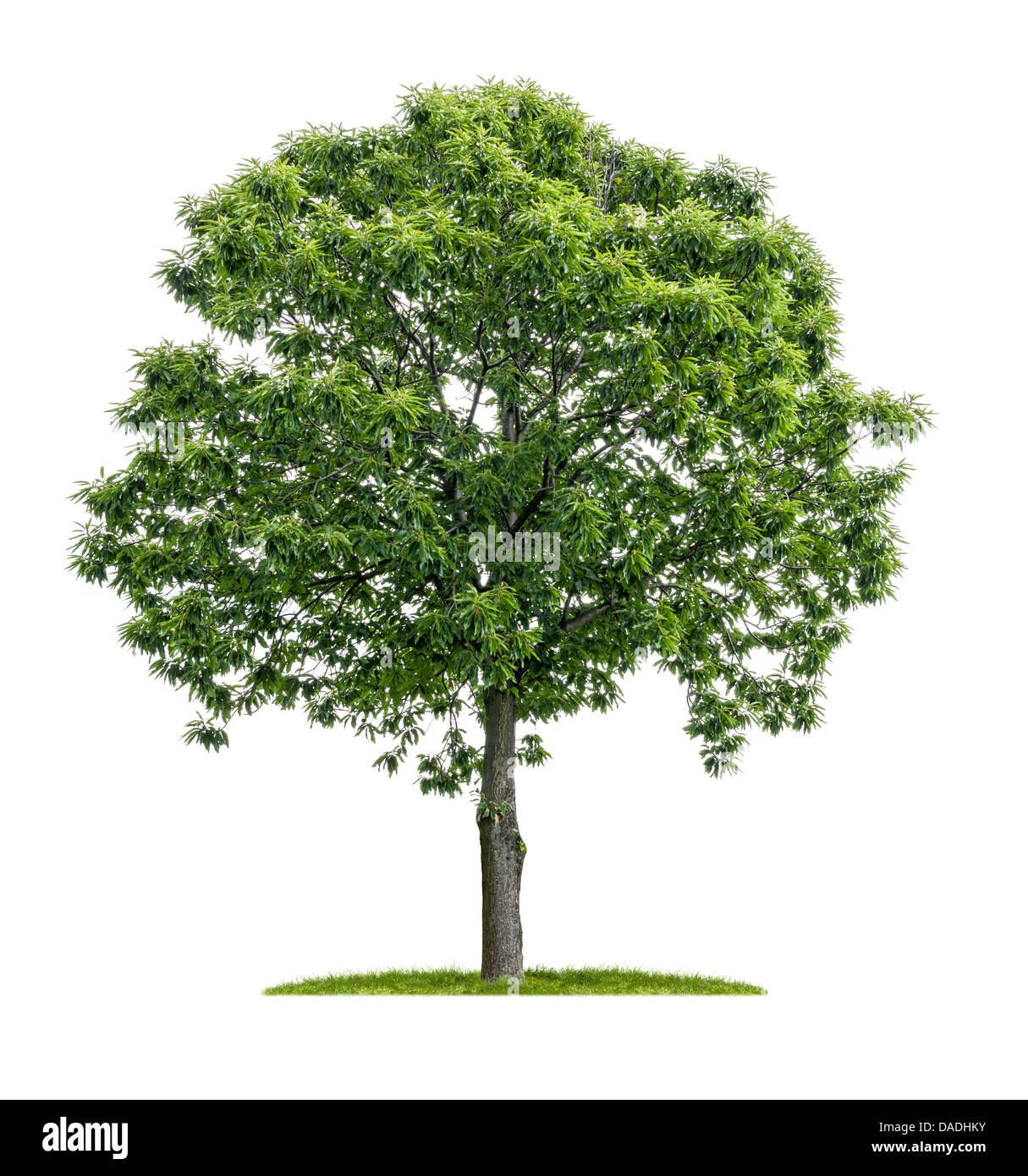 isolated chestnut tree on a white background Stock Photo - Alamy