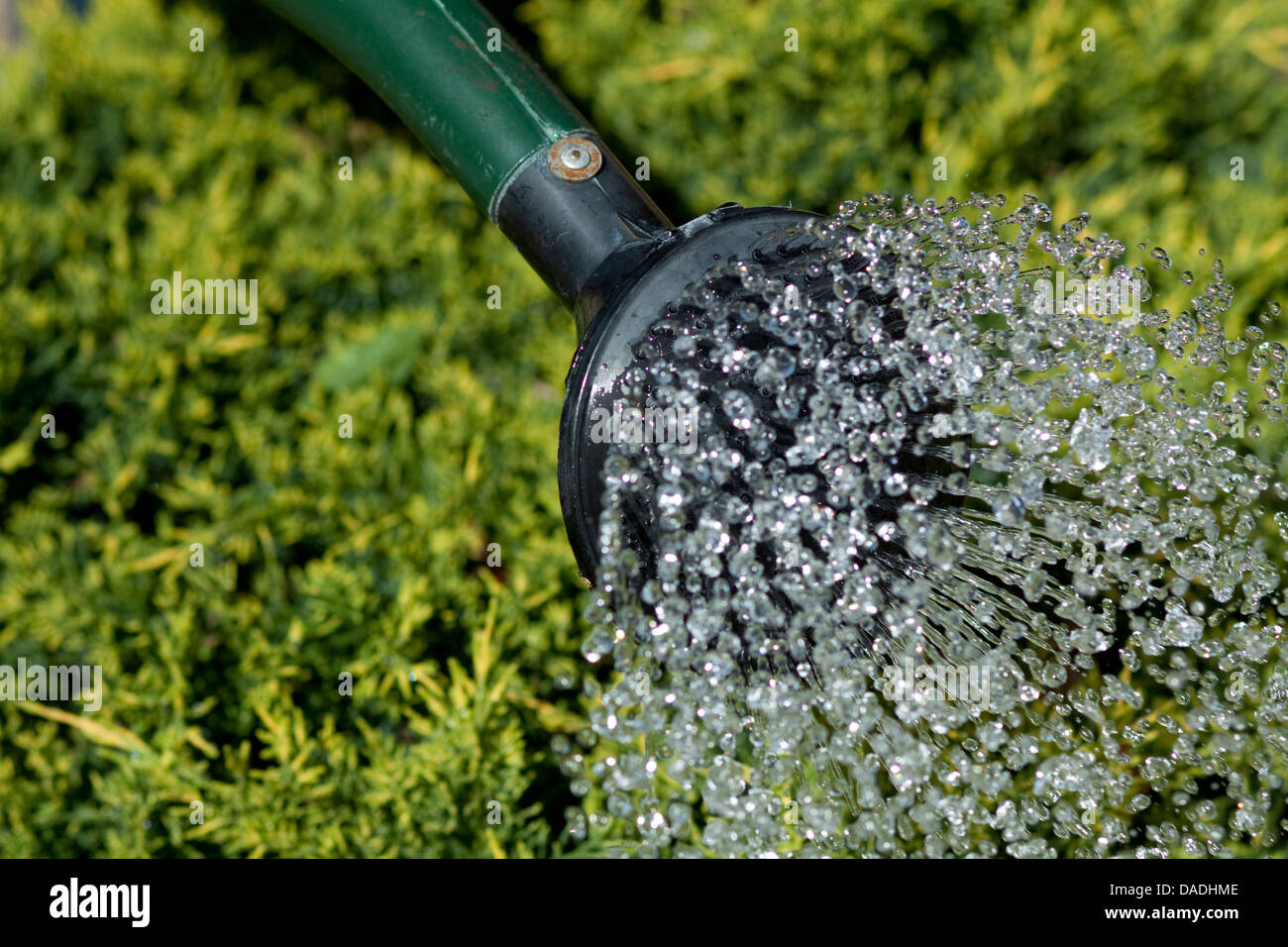 Watering can with water Stock Photo - Alamy
