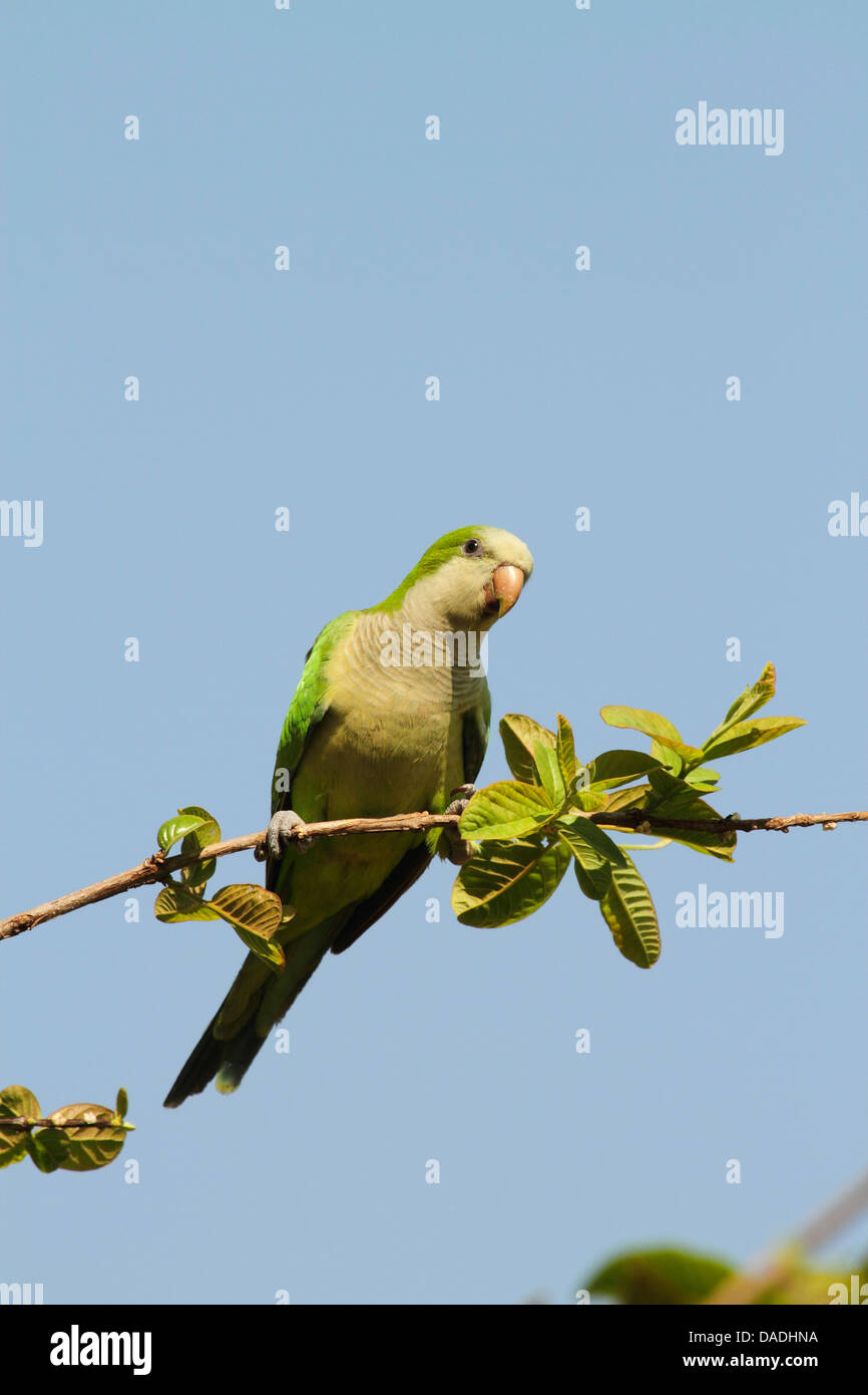 monk parakeet (Myiopsitta monachus), sitting on a branch looking dann ...