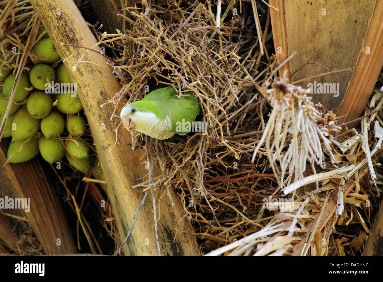 monk parakeet (Myiopsitta monachus), peeping out of its nest, Brazil ...