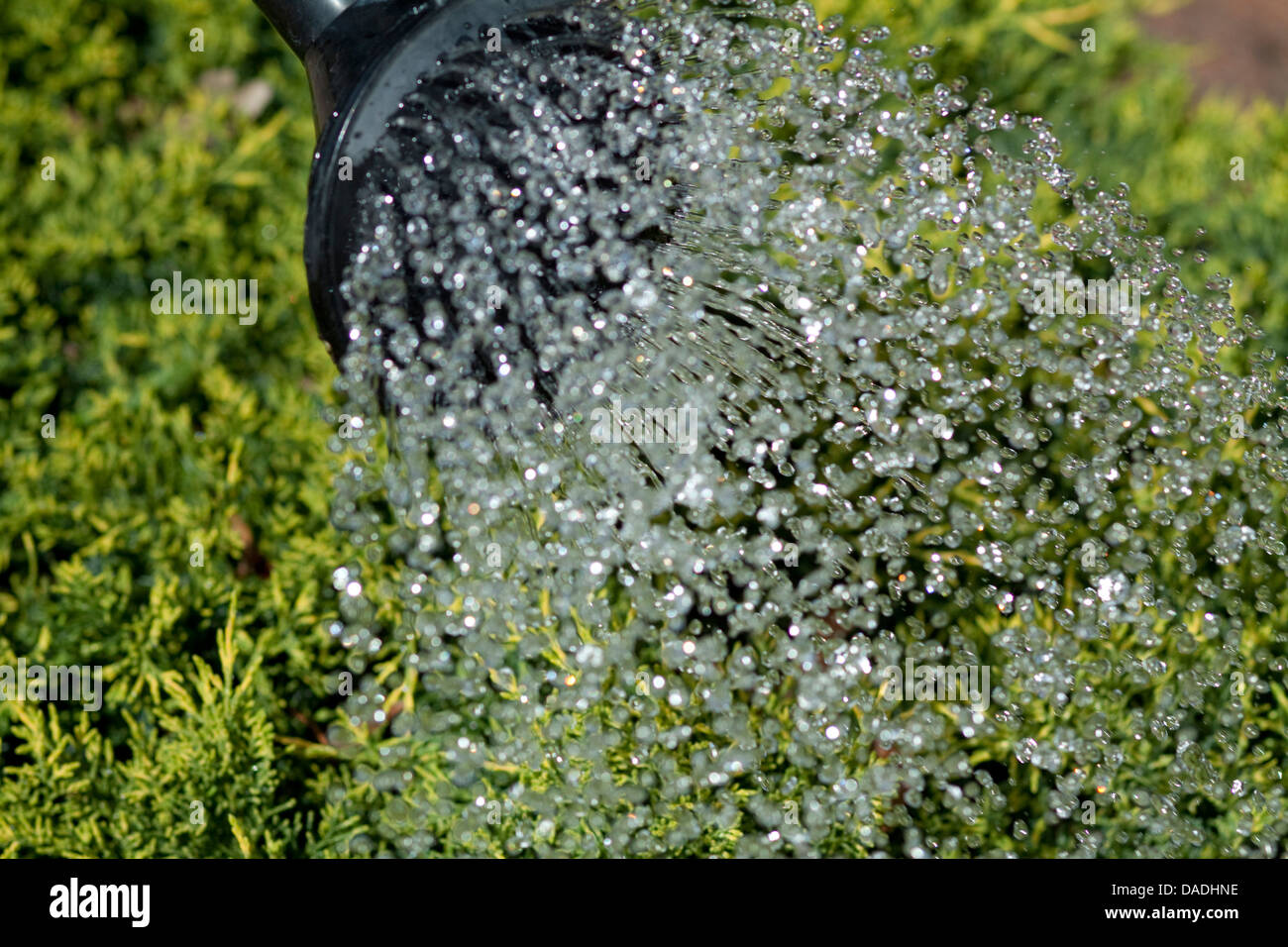 Watering can with water Stock Photo - Alamy