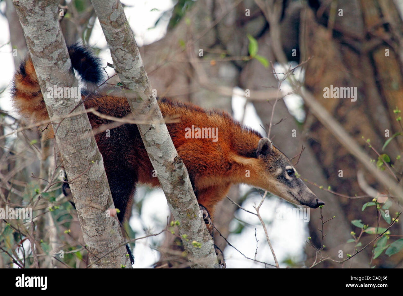 coatimundi, common coati, brown-nosed coati (Nasua nasua), sitting on a ...
