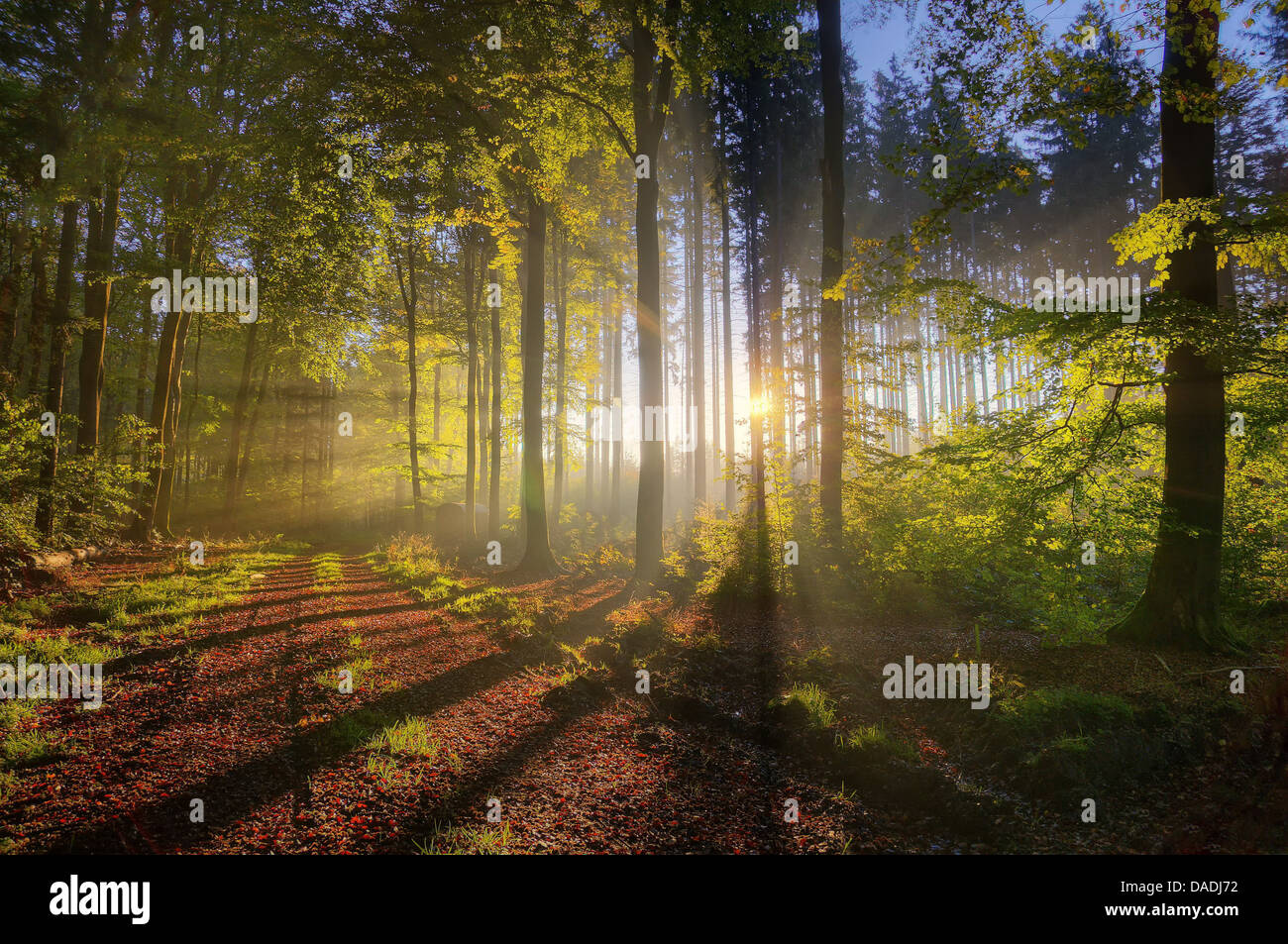 A peaceful forest path in a park, surrounded by tall trees, provides a ...