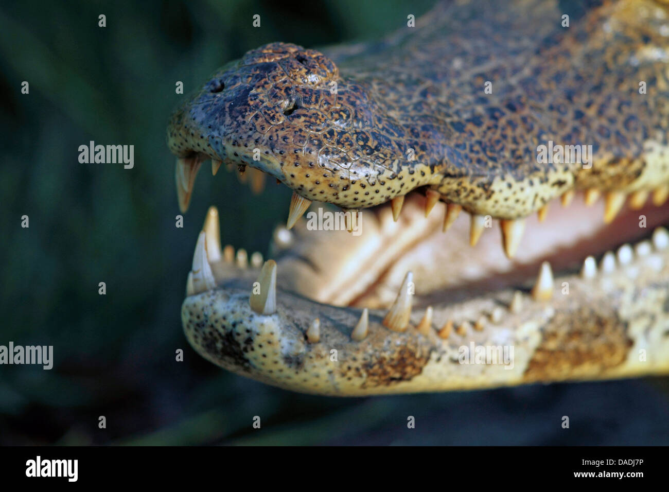 spectacled caiman (Caiman crocodilus), open mouth, Brazil, Mato Grosso ...