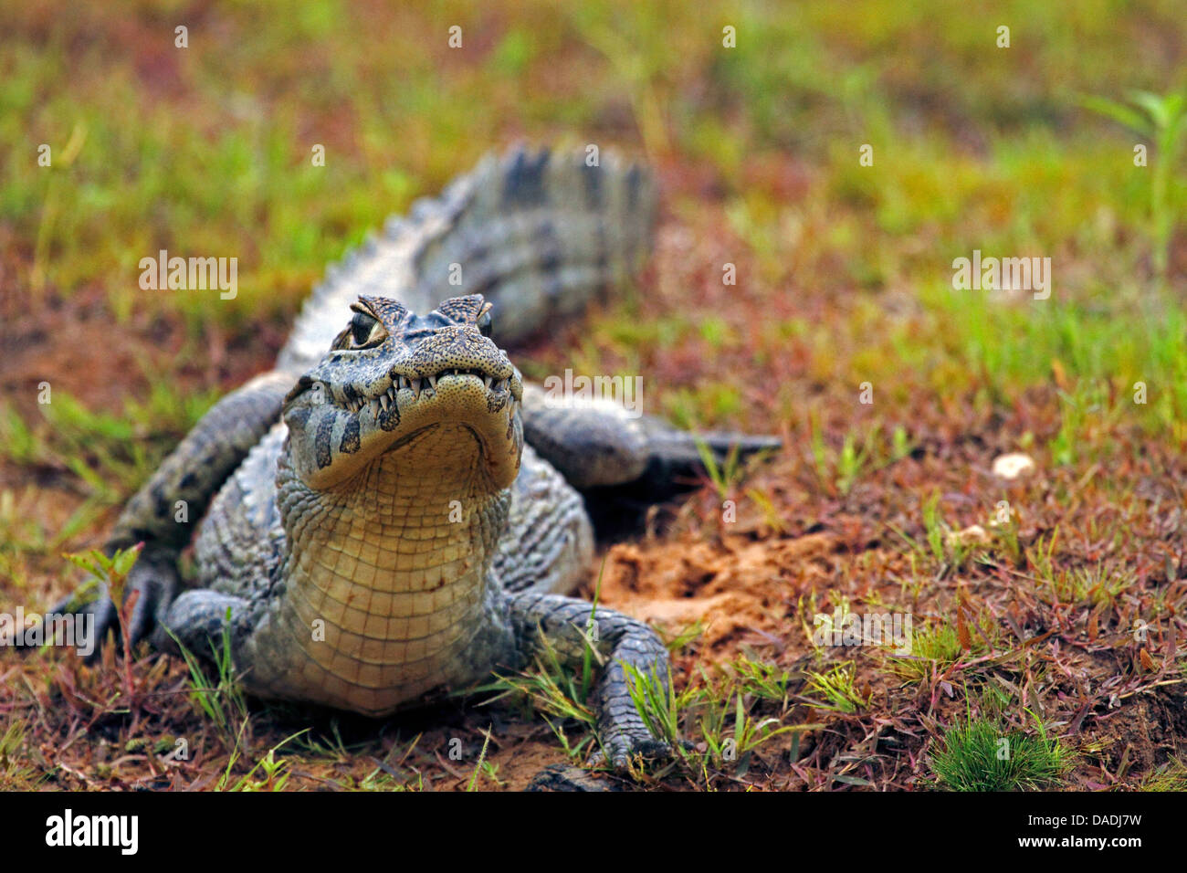 spectacled caiman (Caiman crocodilus), Caiman laying on river bank ...