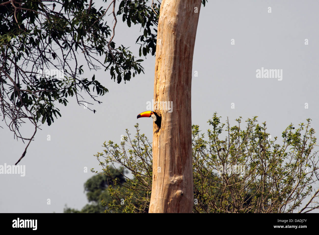 toco toucan (Ramphastos toco), peeking out of the nesting hole, Brazil ...