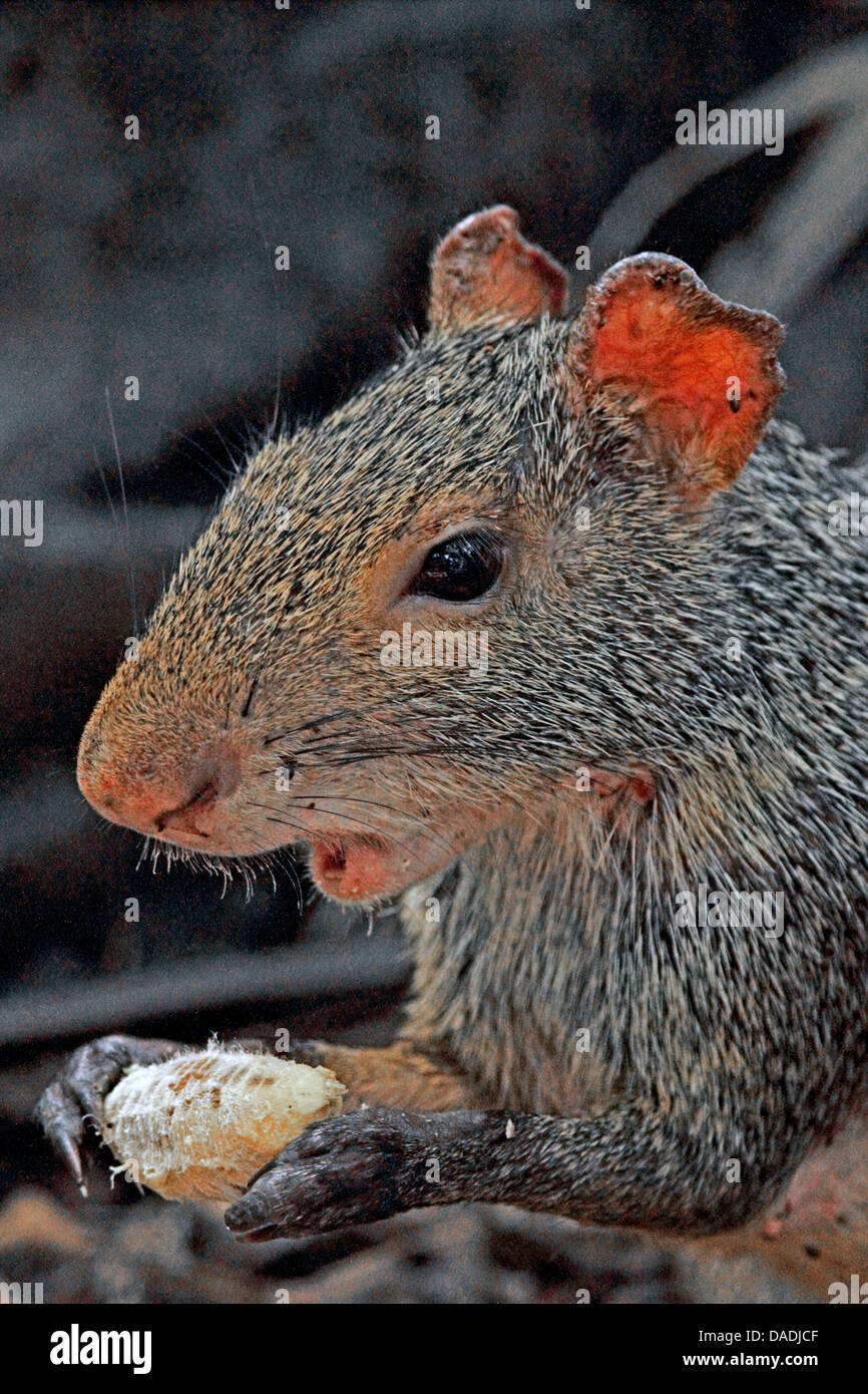 Brazilian agouti hi-res stock photography and images - Alamy