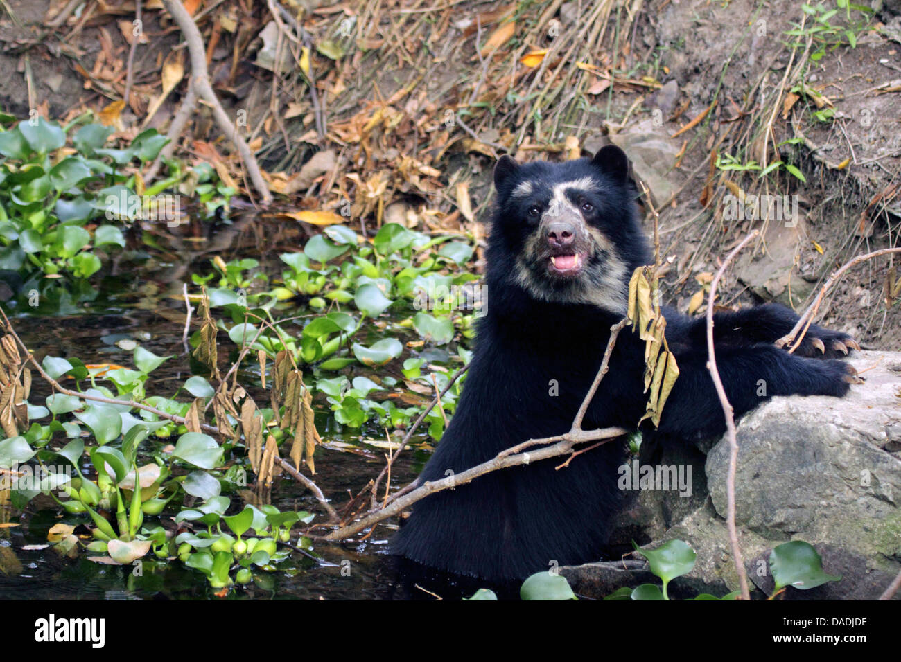 Spectacled bear peru hi-res stock photography and images - Alamy