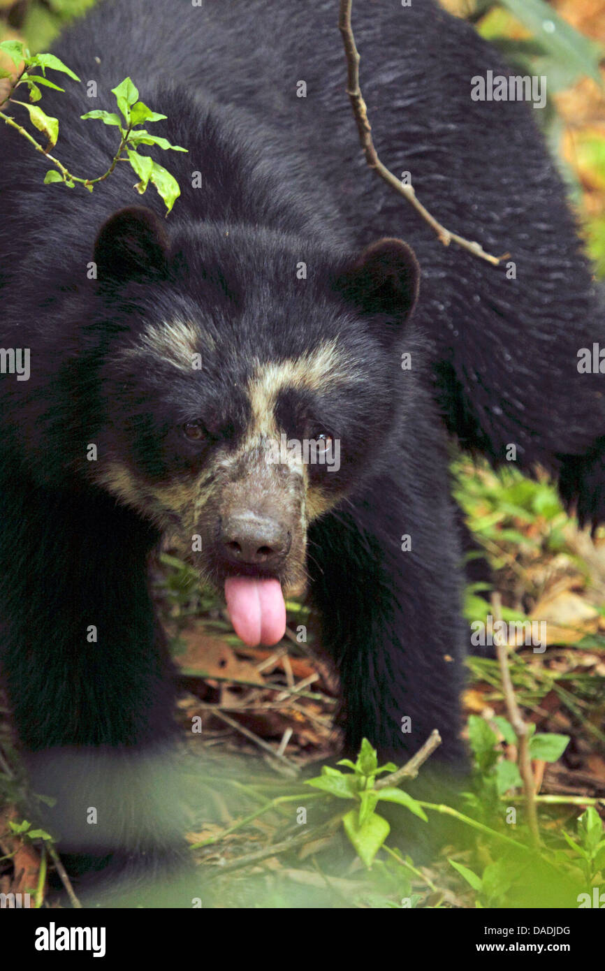 Peru bear hi-res stock photography and images - Alamy