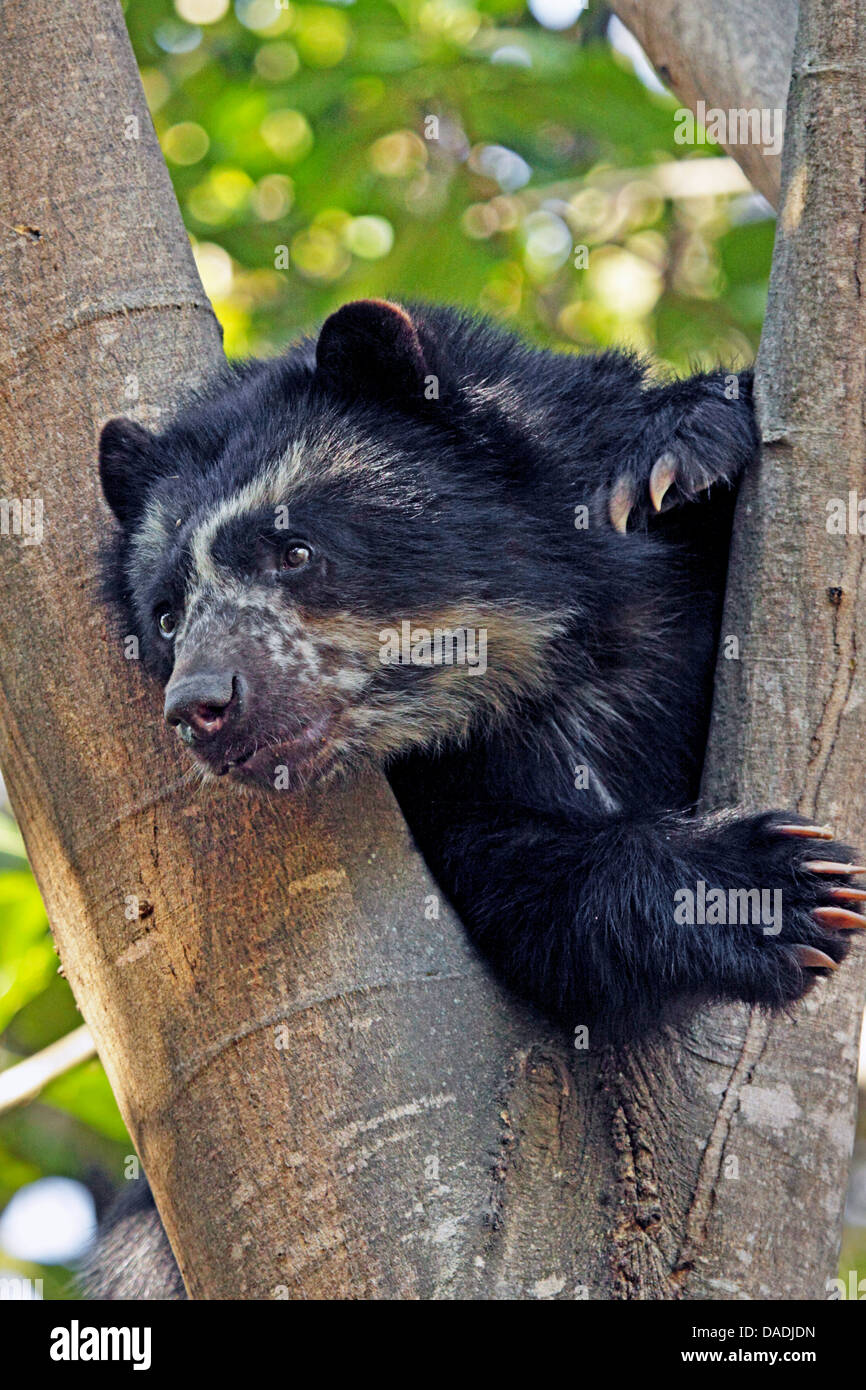 Spectacled bear tremarctos ornatus in tree hi-res stock photography and ...
