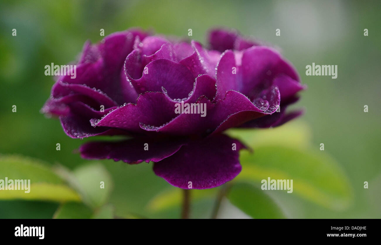 The burgundy rose is known for its rich, deep color and symbolic ...