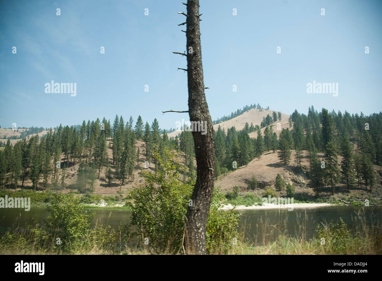 Single bare tree and mountain ranges Stock Photo - Alamy