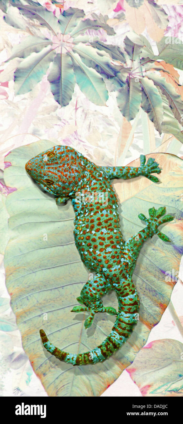 gecko on a leaf in the tropical rainforest, composing Stock Photo - Alamy
