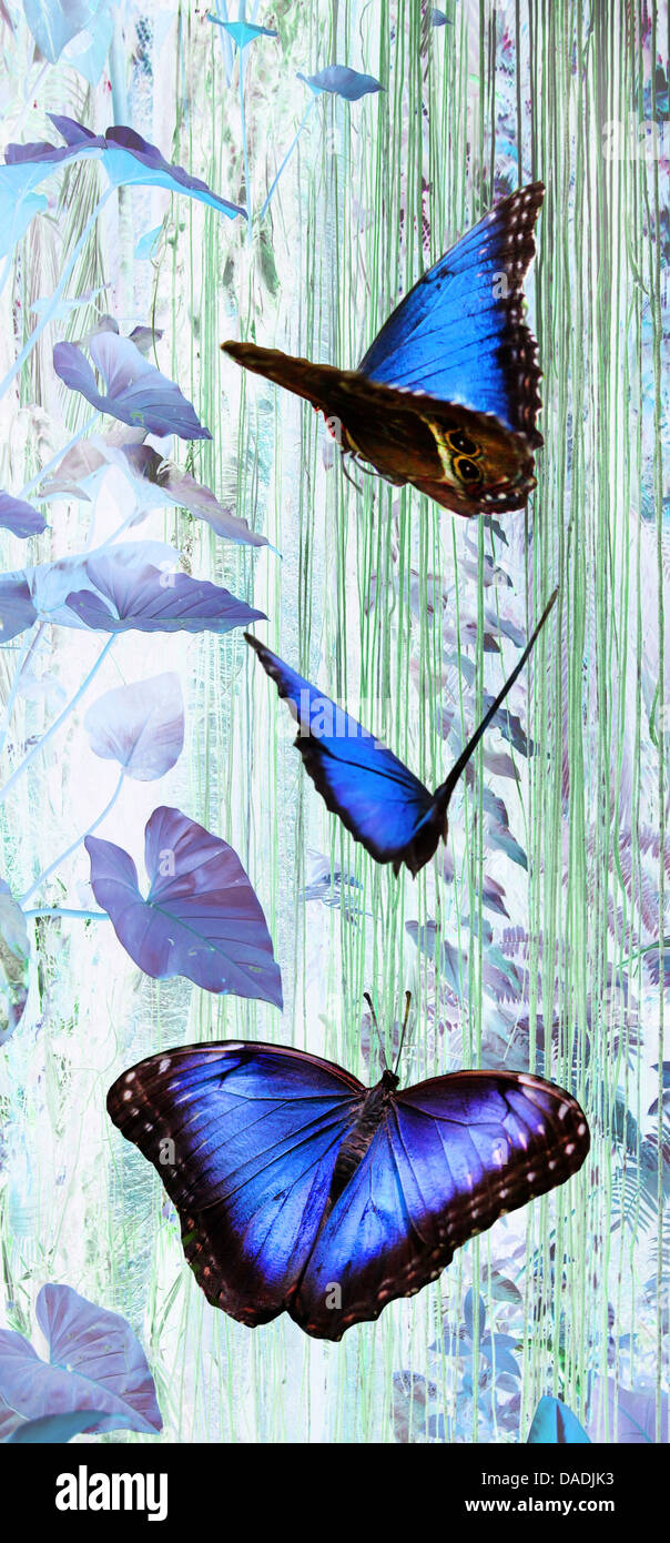 Morpho butterfly flying group hi-res stock photography and images - Alamy