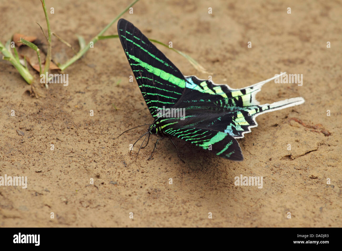 Lelius Urania Moth (Urania leilus), sitting on the ground, Peru, Loreto ...