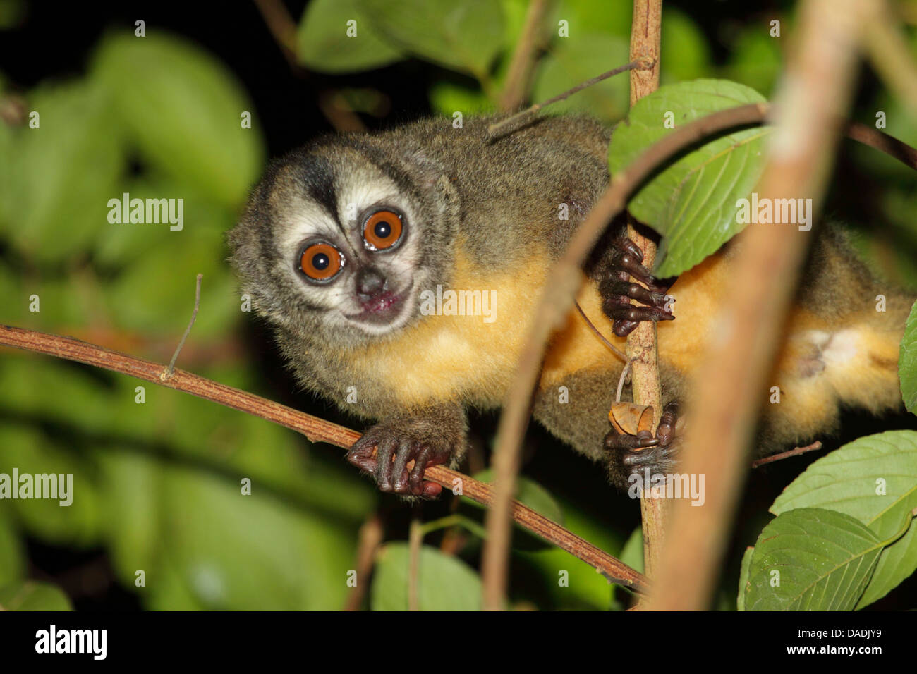 Spixs night monkey aotus vociferans hi-res stock photography and images ...