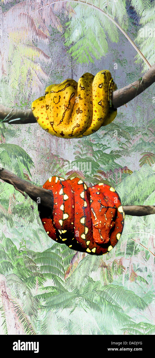 Coiled snake illustration hi-res stock photography and images - Alamy