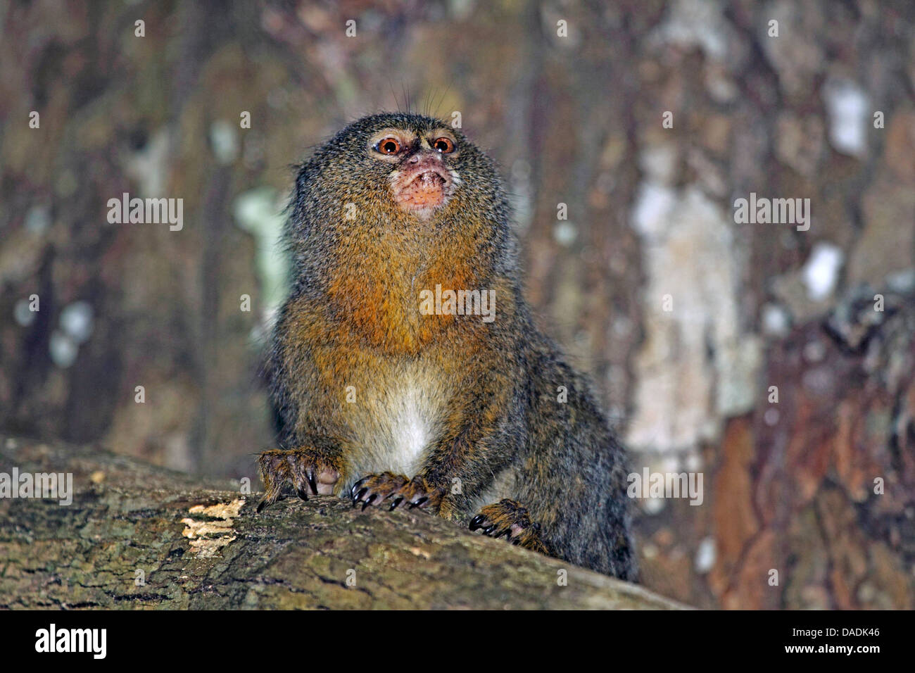 Pygmy marmosets peru hi-res stock photography and images - Alamy