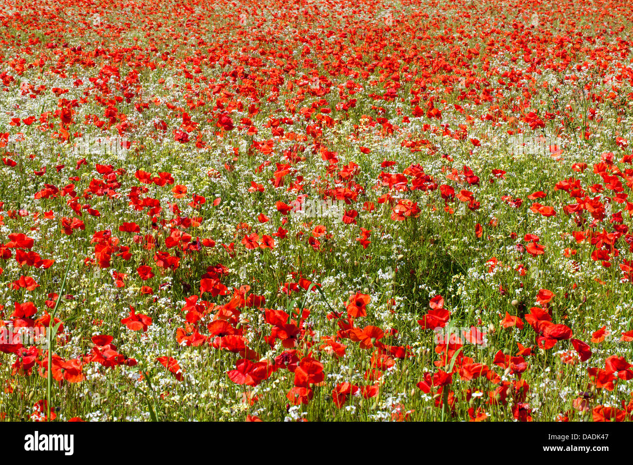 A file of Red poppies in England Stock Photo - Alamy