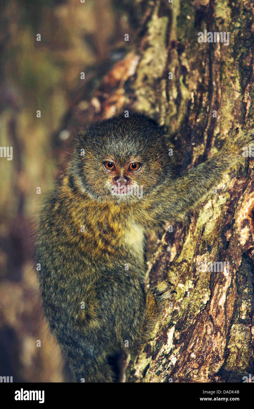 Cebuella pygmaea marmoset hi-res stock photography and images - Alamy