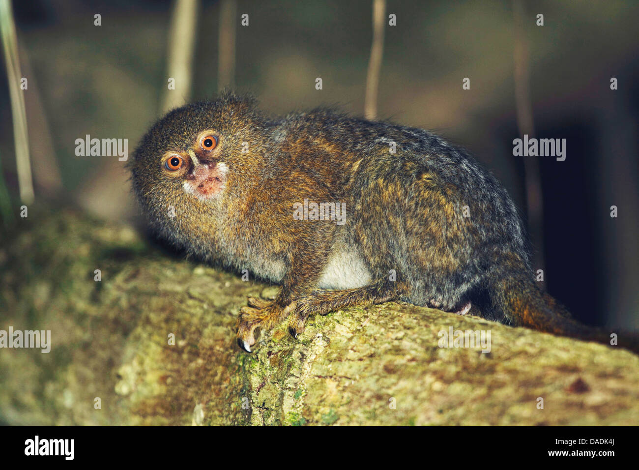 Pygmy marmoset hi-res stock photography and images - Alamy