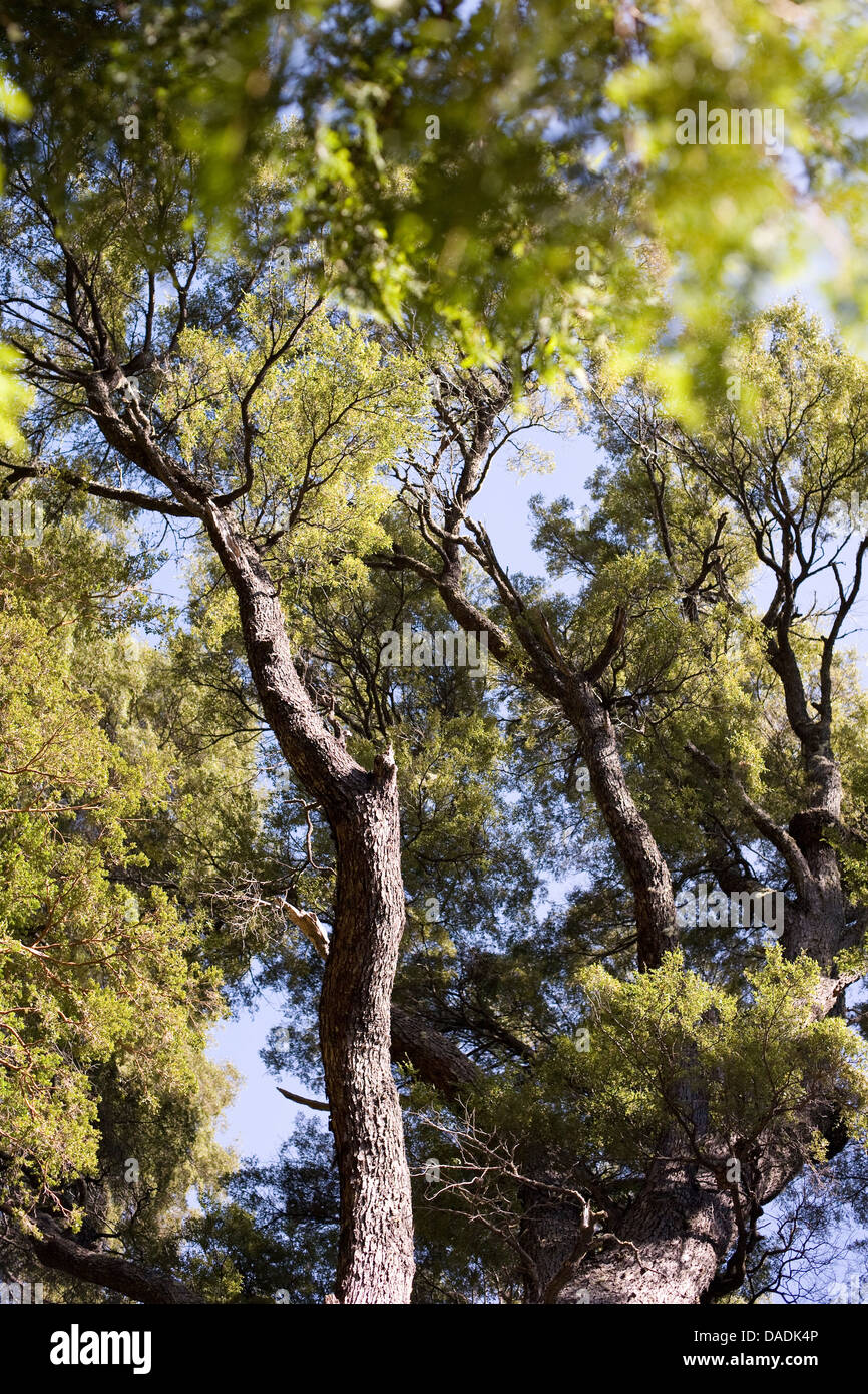 Tree, Los Arrayanes National Park, Bariloche, Argentina Stock Photo - Alamy