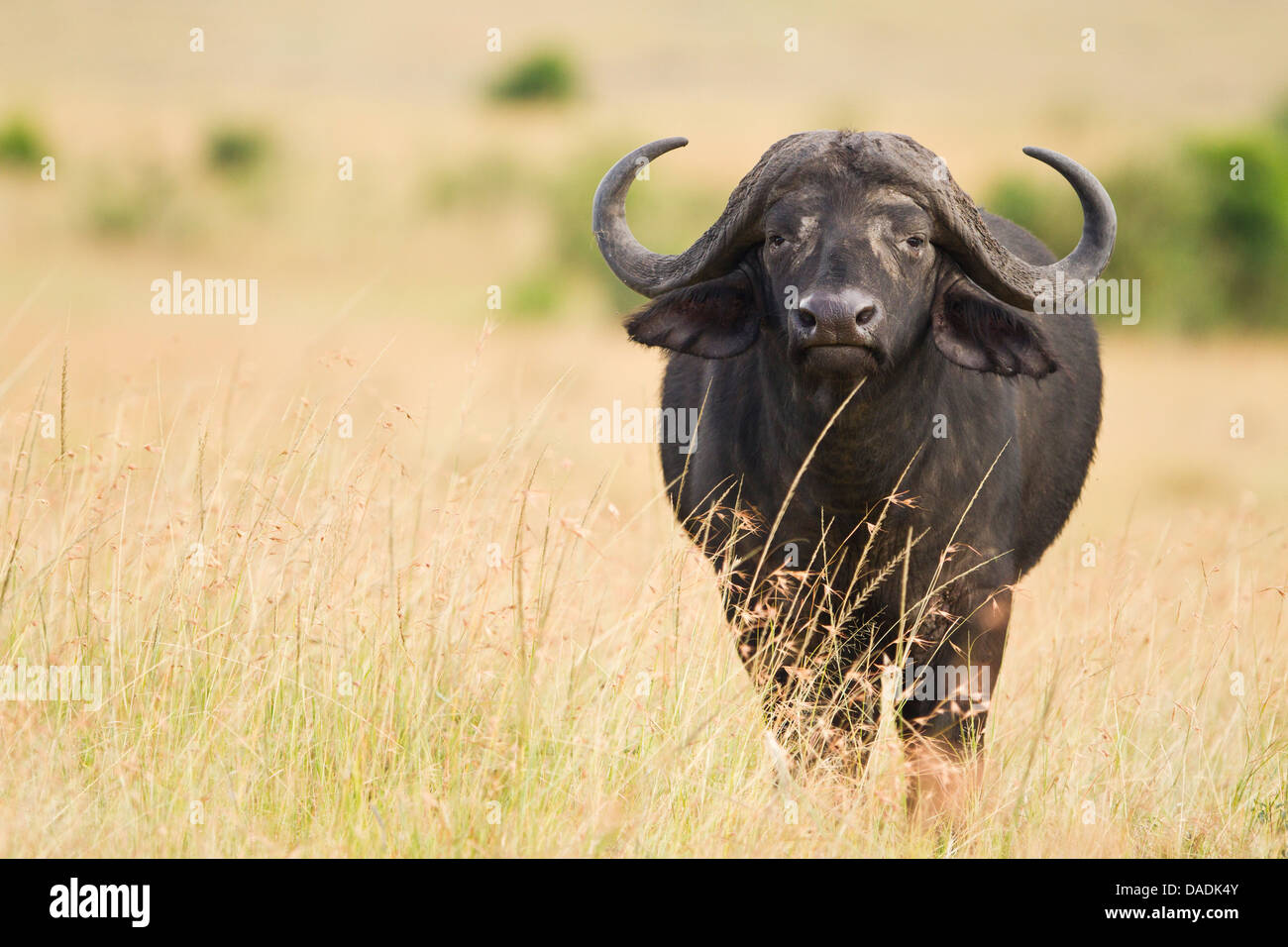 Buffalo portrait hi-res stock photography and images - Alamy