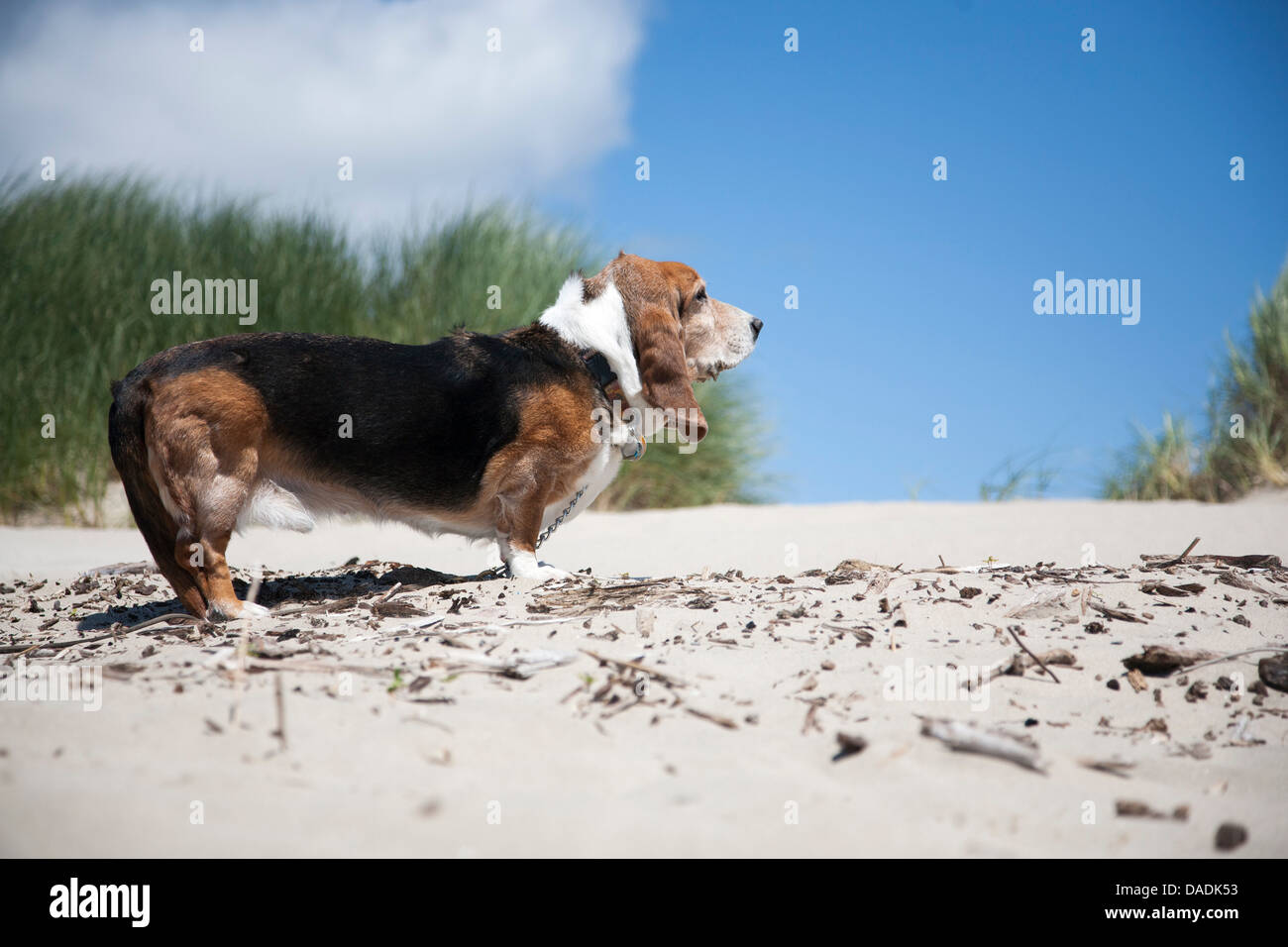 Basset on beach hi-res stock photography and images - Alamy