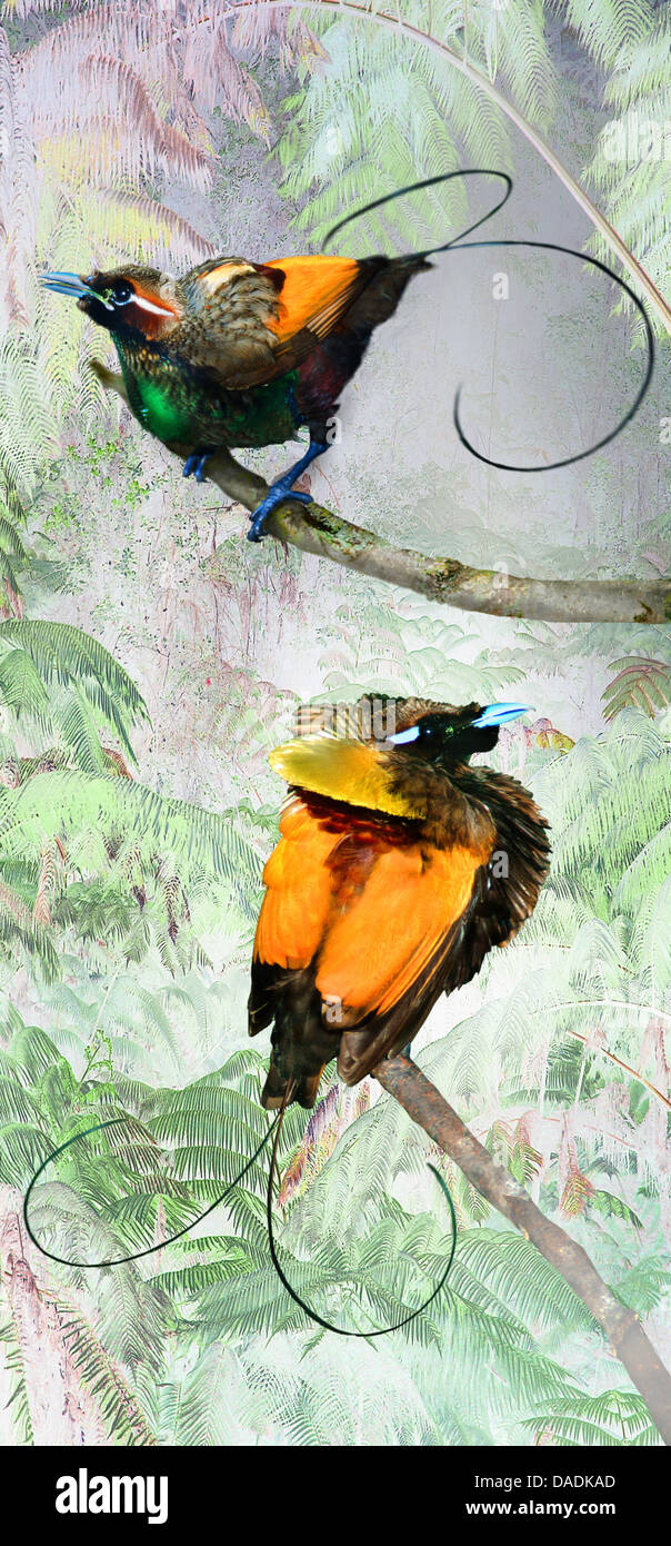 birds-of-paradise in a tropical rainforest, composing Stock Photo - Alamy