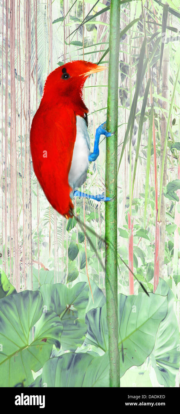 bird-of-paradise in a tropical rainforest sitting at a bamboo stem ...