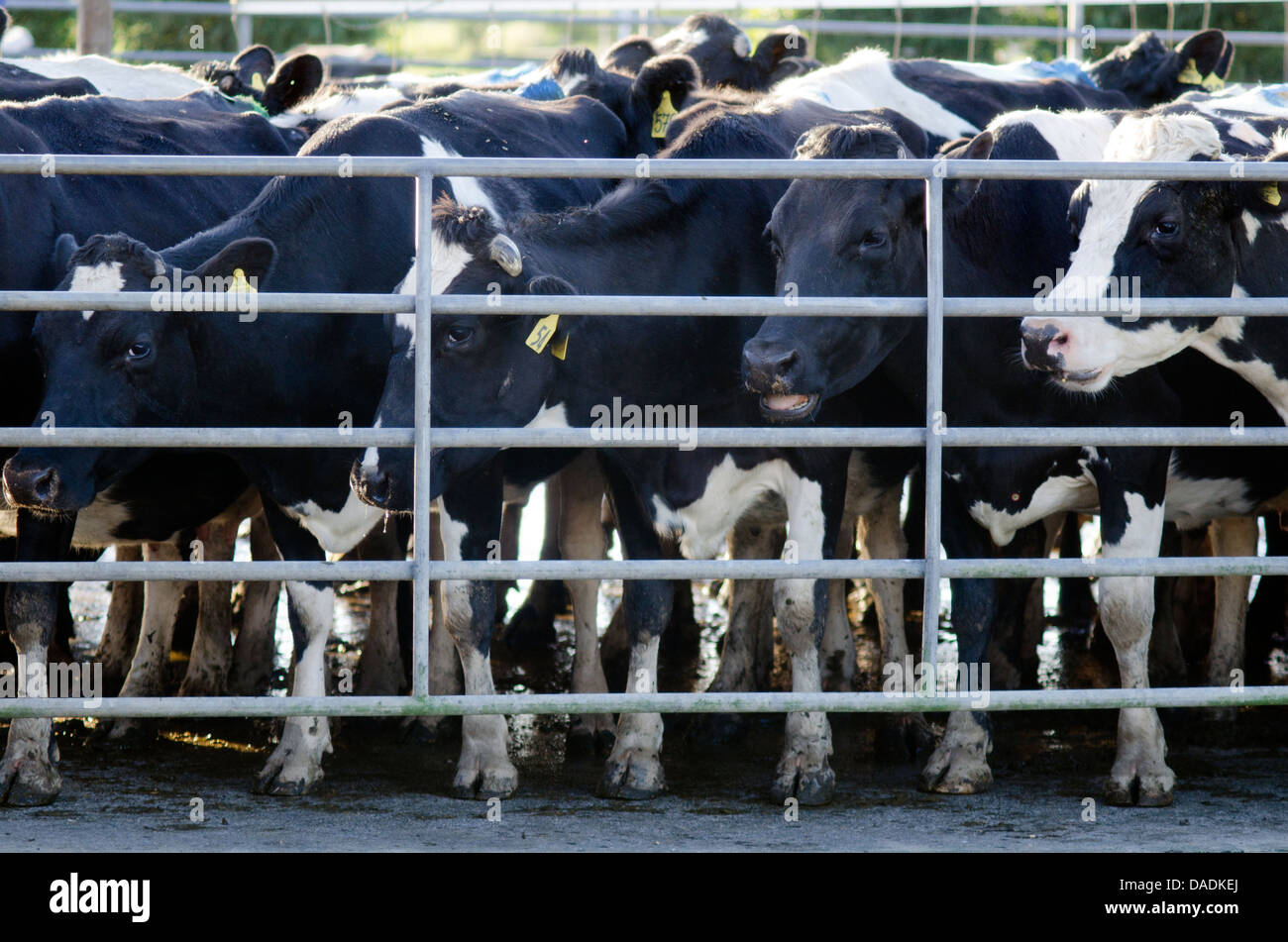 Cows Legs High Resolution Stock Photography and Images - Alamy