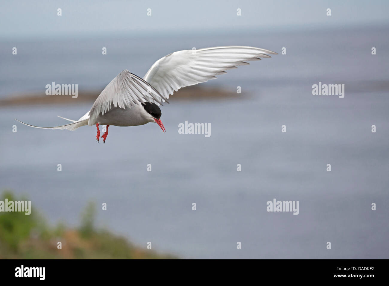 Arctic Tern in flight Stock Photo - Alamy