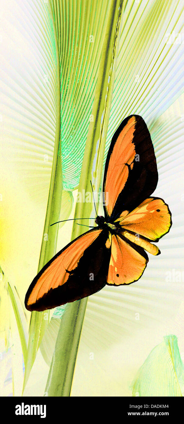 tropical butterfly with palm leaf, composing Stock Photo - Alamy
