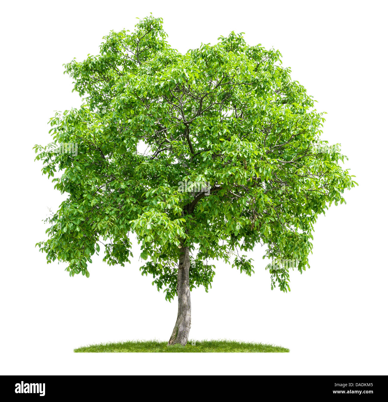 isolated walnut tree on a white background Stock Photo - Alamy