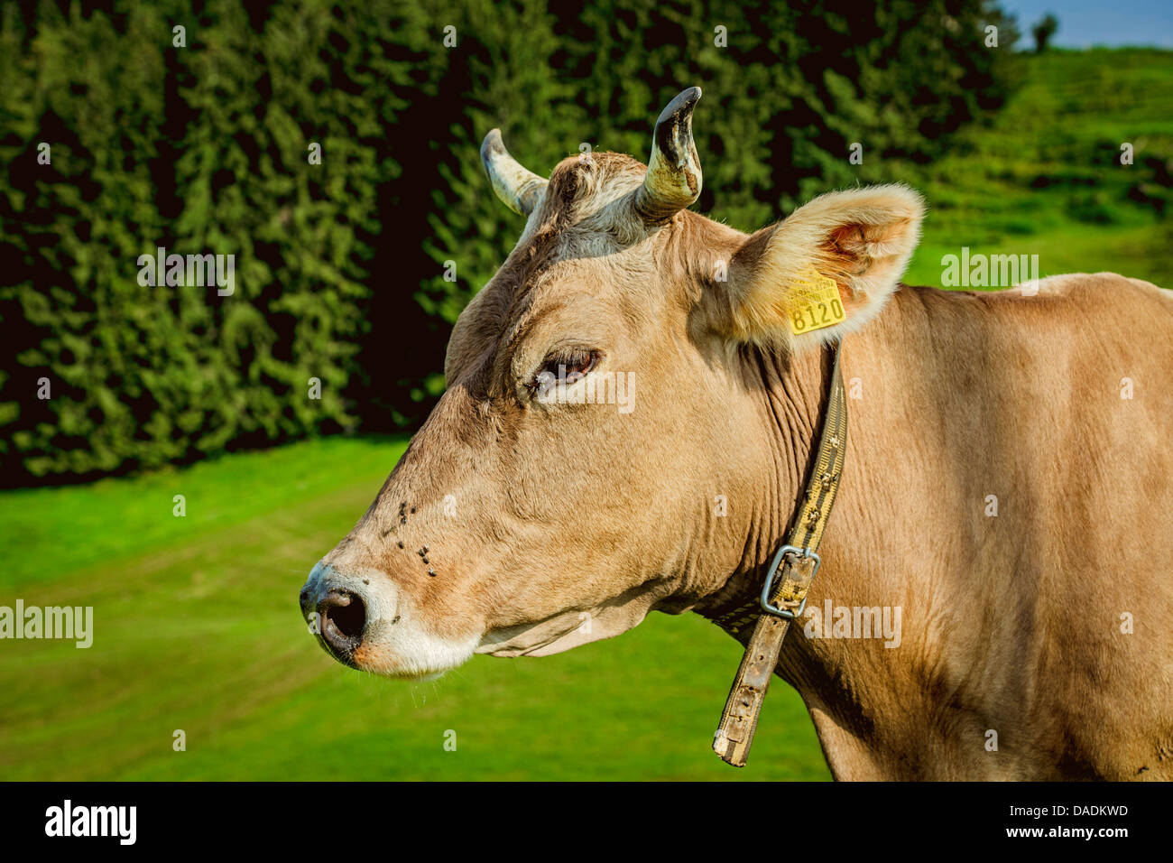 domestic cattle (Bos primigenius f. taurus), cow on alpine pasture ...