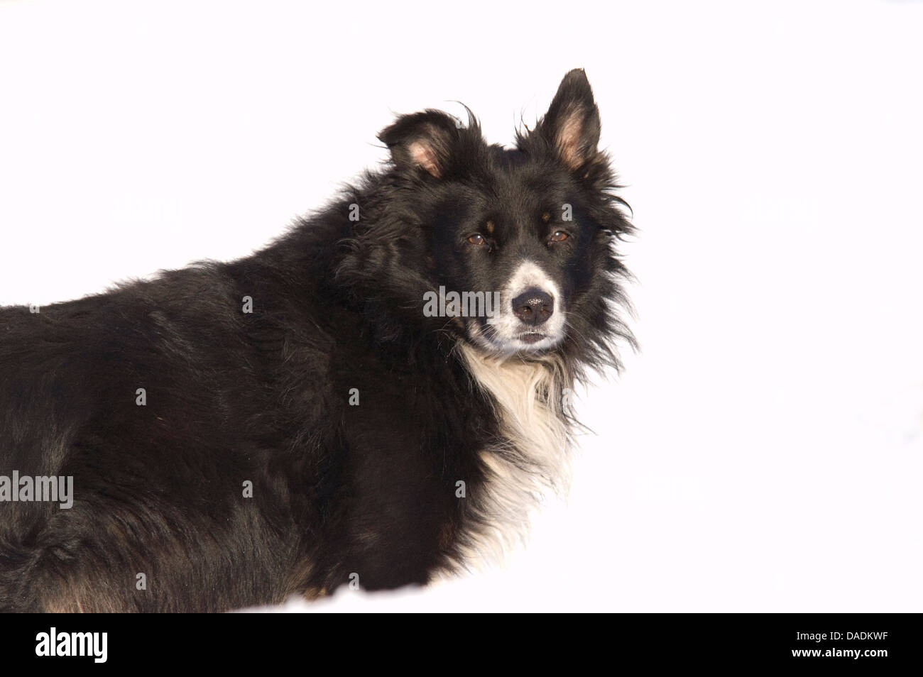Black white Collie dog winter snow and sunshine in Donegal Ireland ...