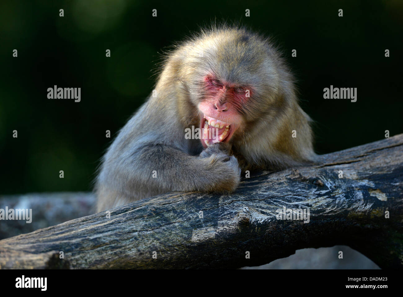 Macaca fuscata hi-res stock photography and images - Alamy